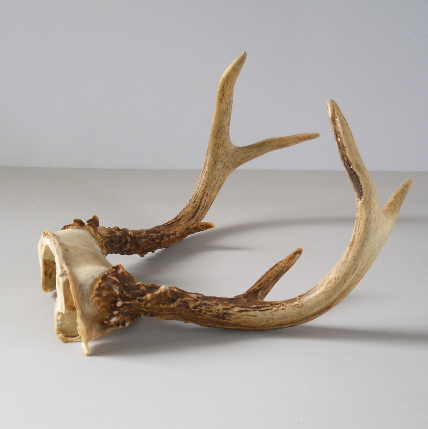 Real Deer Antlers Unmounted Antlers 6 Point Partial Skull