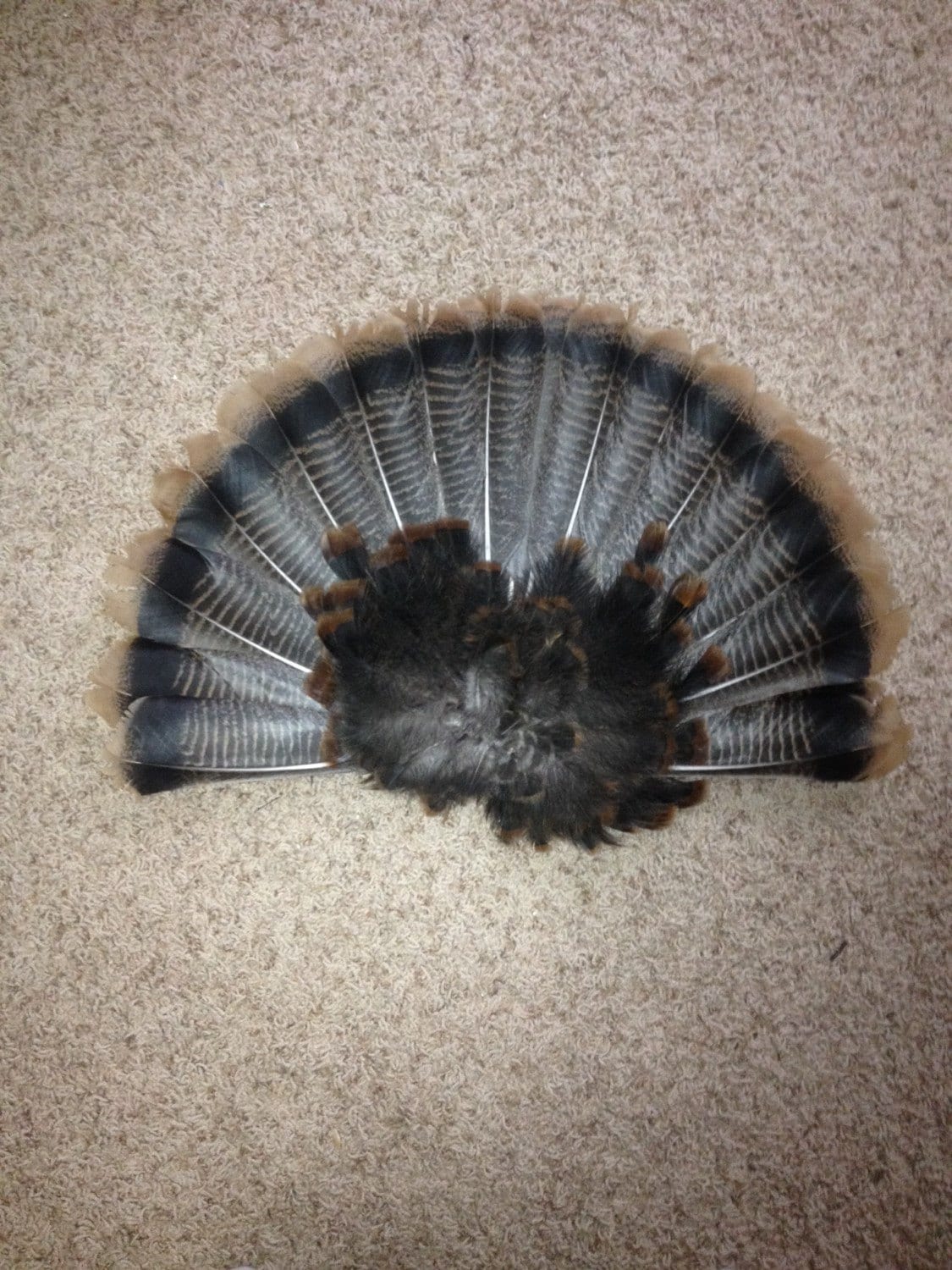 Wild turkey tail feather fan by Dbandit8 on Etsy