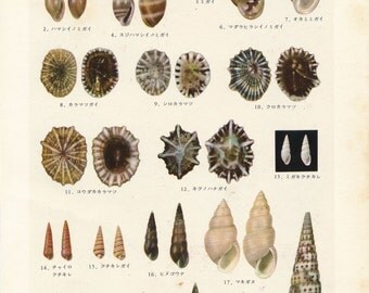 Items similar to SHELLS print, antique 1937 Sea shell print, tropical ...