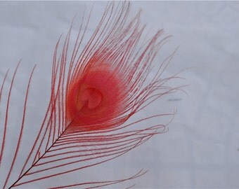 100 pcs trimmed peacock feather trimmed by wholesalefeather
