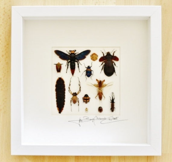 Artframe with real insects : Topquality insect frame with