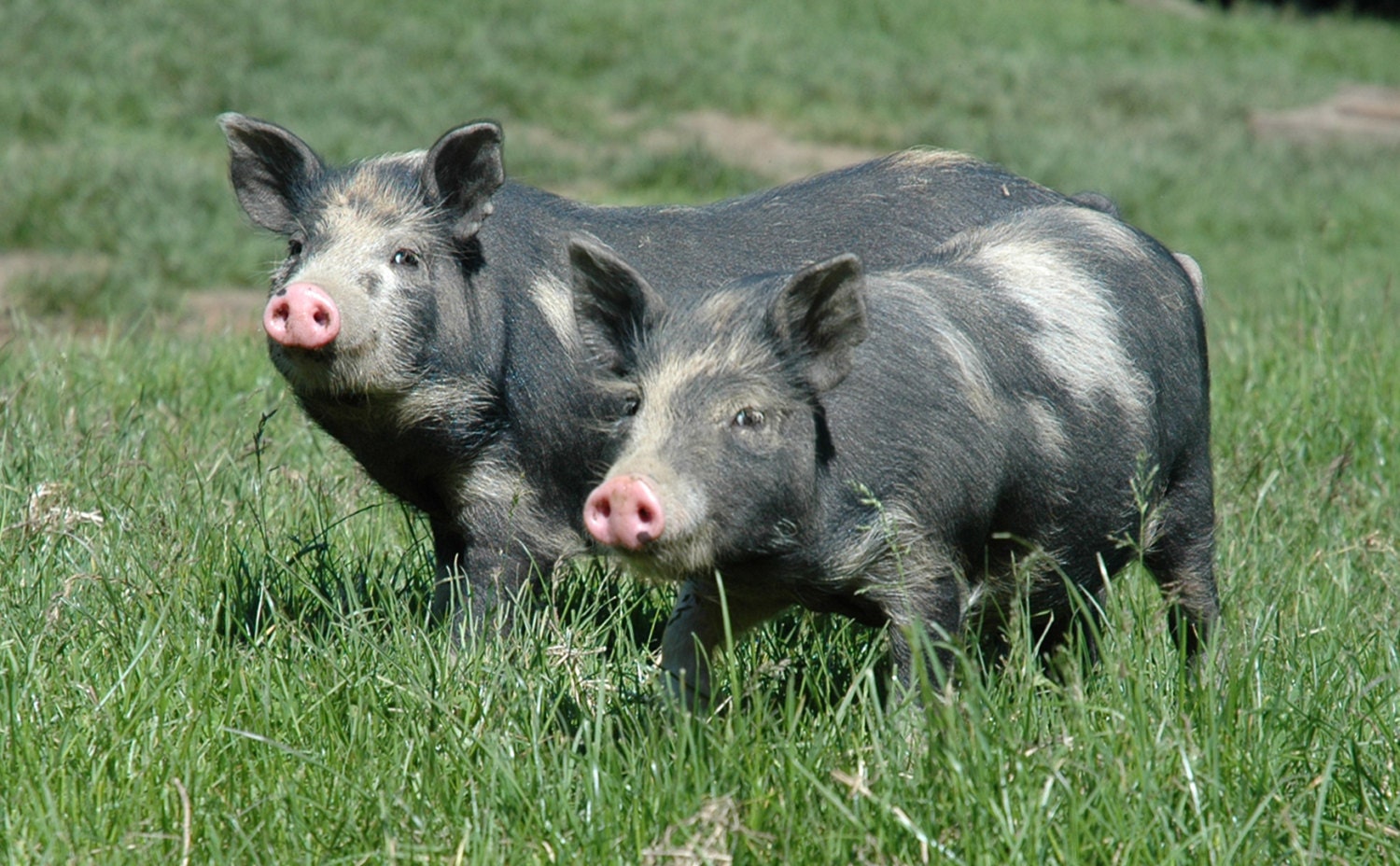 Ossabaw Island Hogs