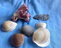Popular items for natural sea shells on Etsy