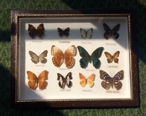 Popular items for butterfly display on Etsy