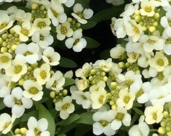 Begonia Beautiful Begonia White Flowers Bold by thegardenstudio
