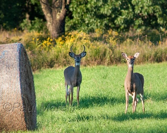 Items similar to Two Deer Mask woodland wildlife animal forest buck doe ...