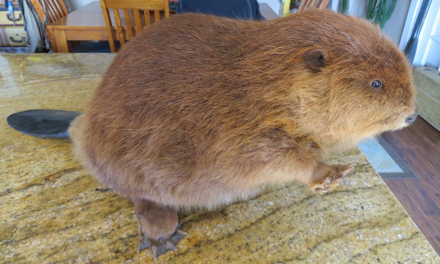 Welcome to Canada Huge Free Standing Taxidermy Beaver Mount
