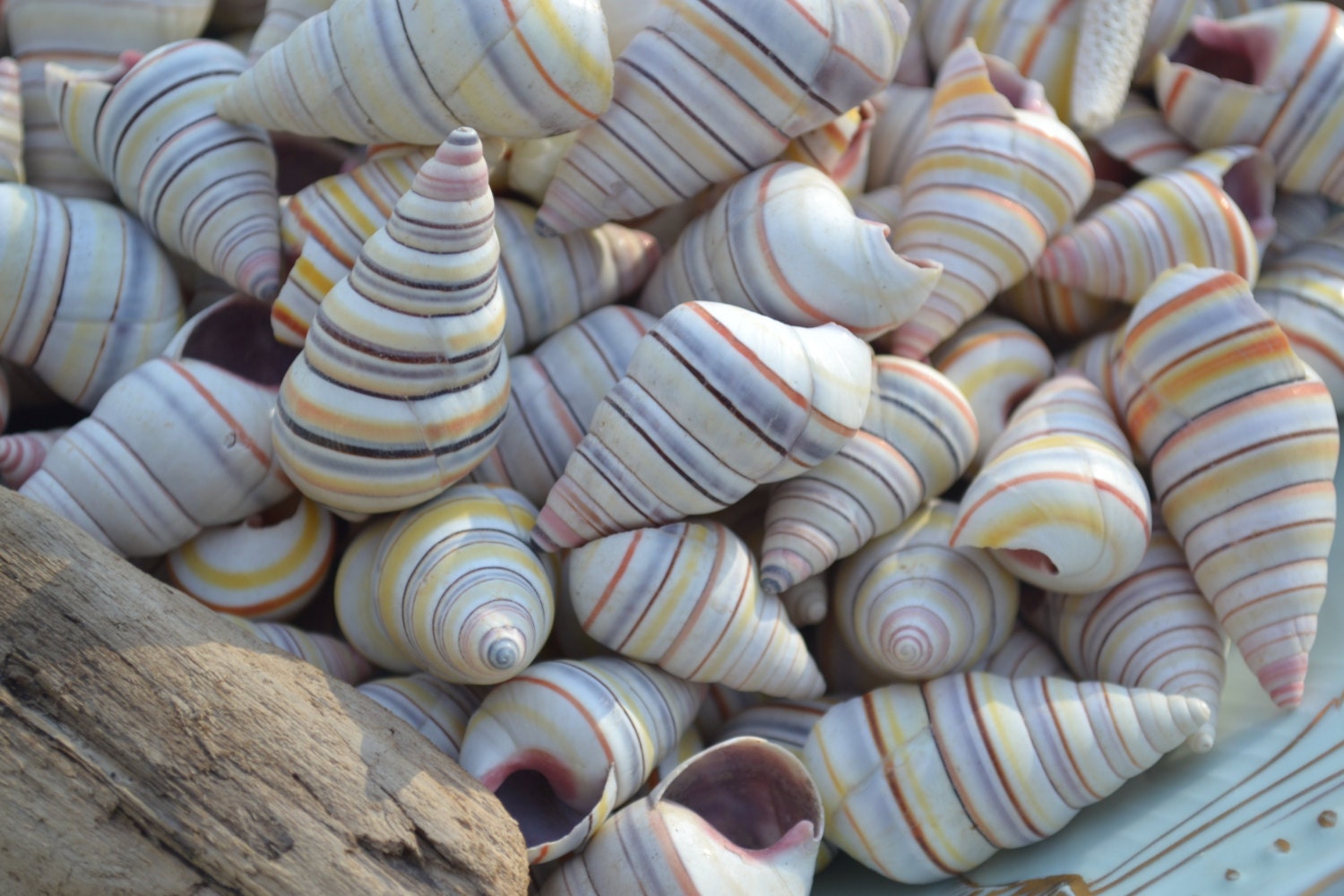 Haitian Tree Snail Shells Candy Snail Shells Candy Stripe