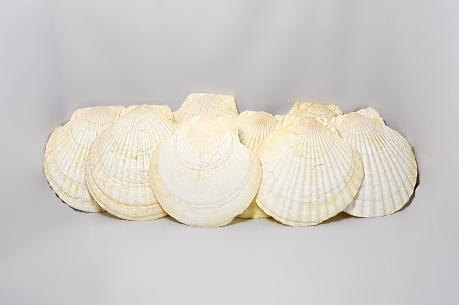 Scallop Shell Dishes Set of Eight Shellfish Serving Plates Vintage ...
