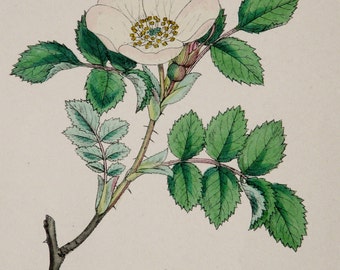 Wild irish rose | Etsy