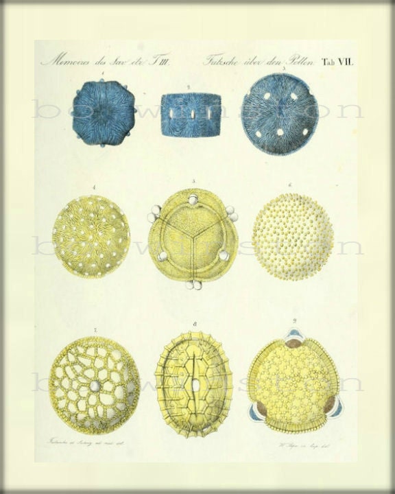 Pollen Art Print No. 4 Pollen. Scientific. Under the by BoWinston
