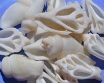 Popular items for cut seashells on Etsy