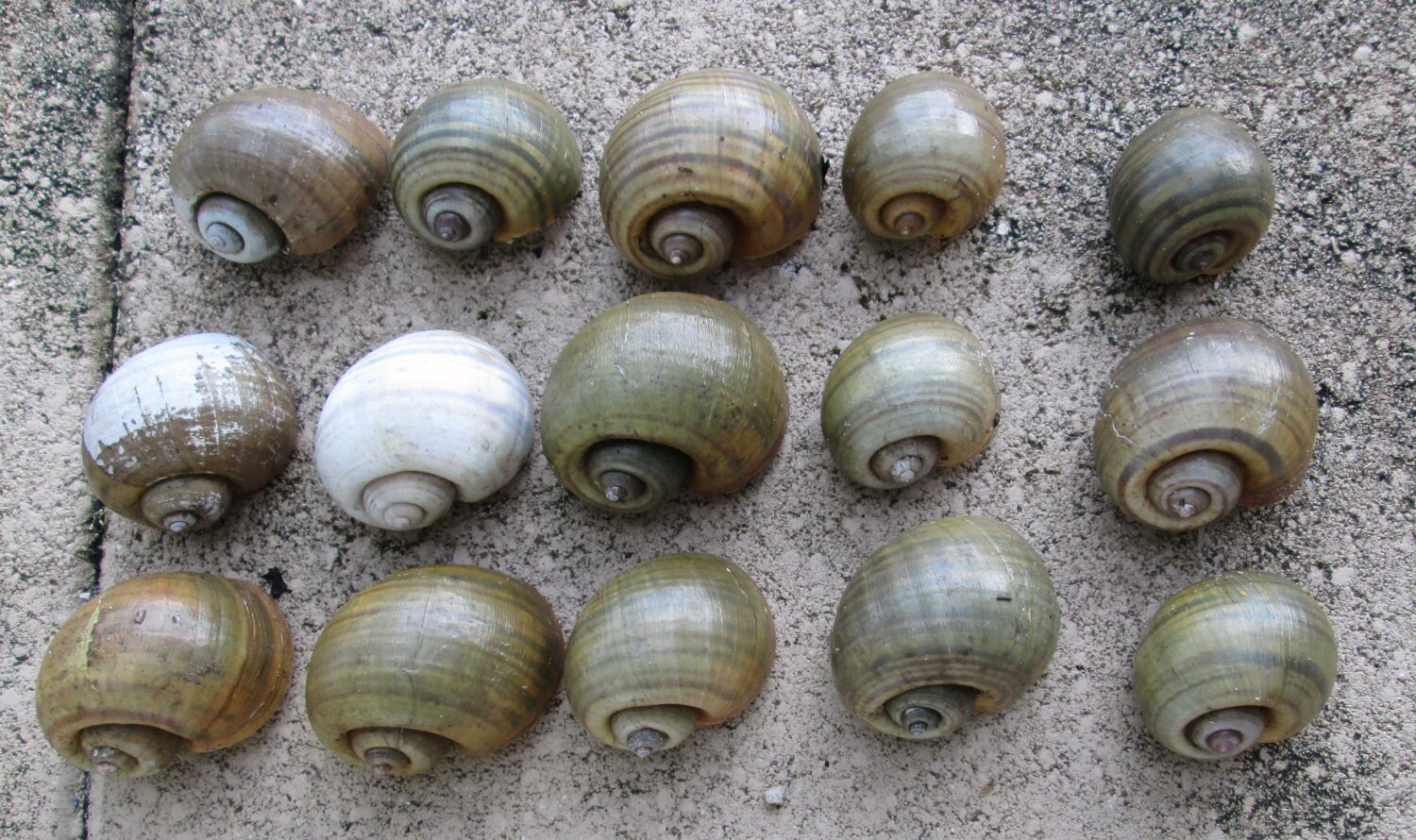 Large Florida Apple Snail Shells Buy One or Buy Them All