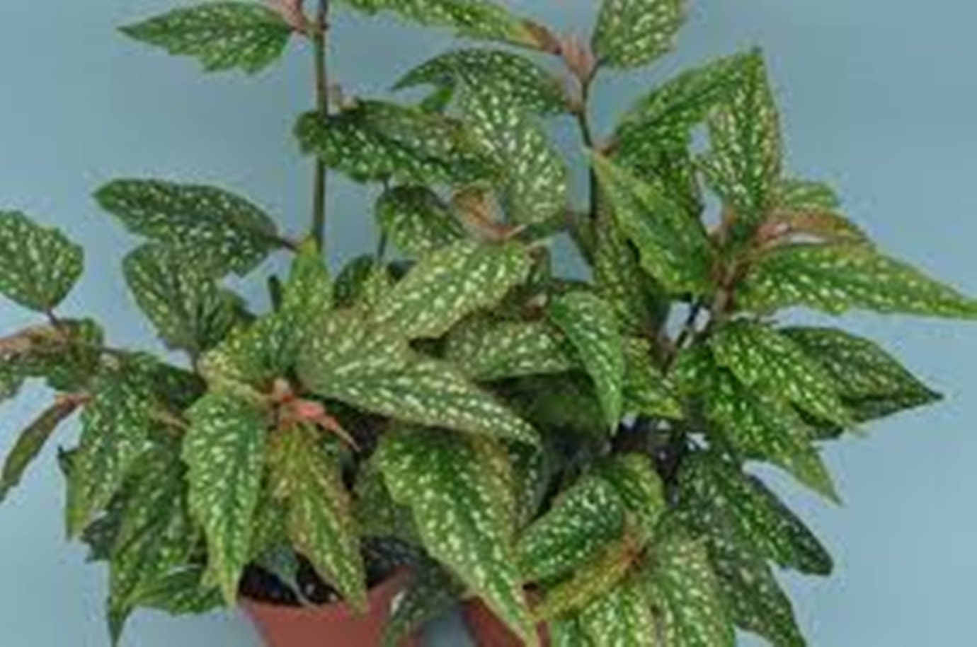 Begonia 'Medora' shrub-like Trout Leaf Begonia angel