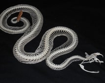 Popular items for snake skeleton on Etsy