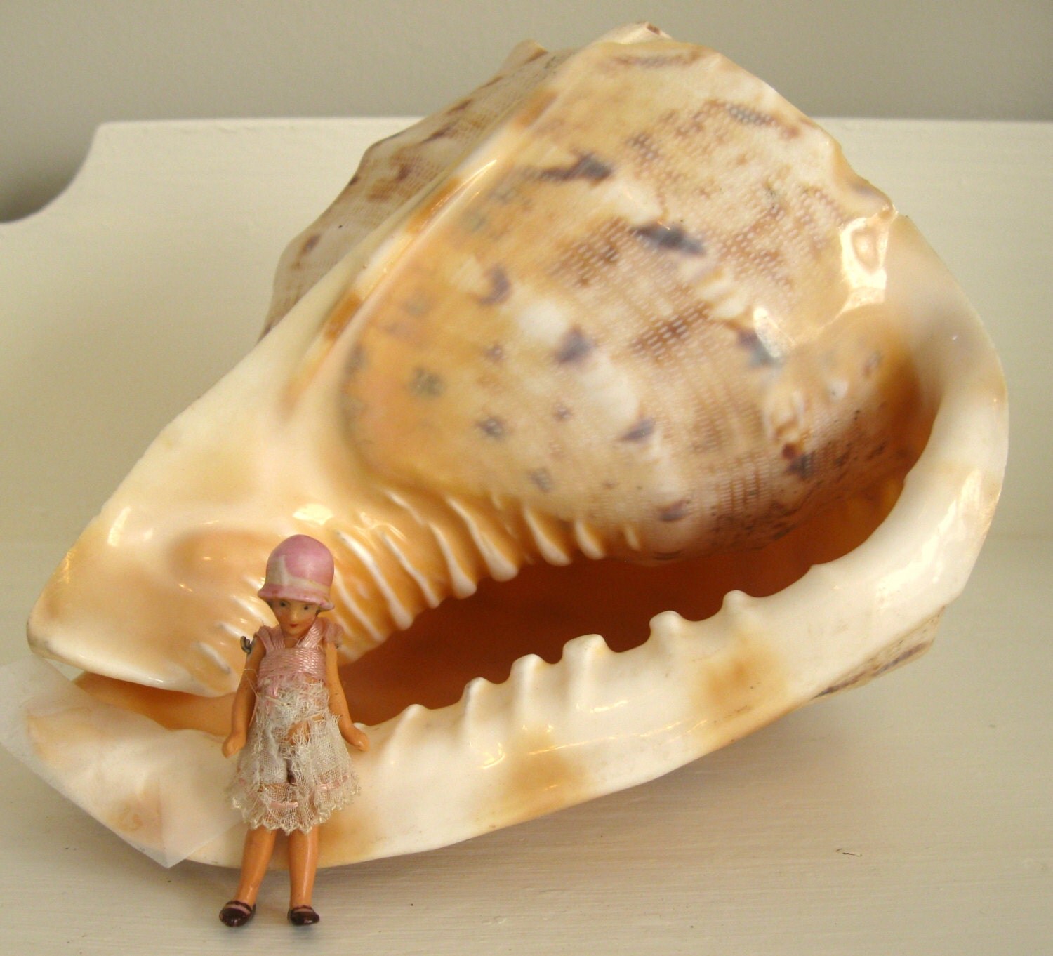Real Natural Huge Conch Shell Seashell for Coastal Decor Large