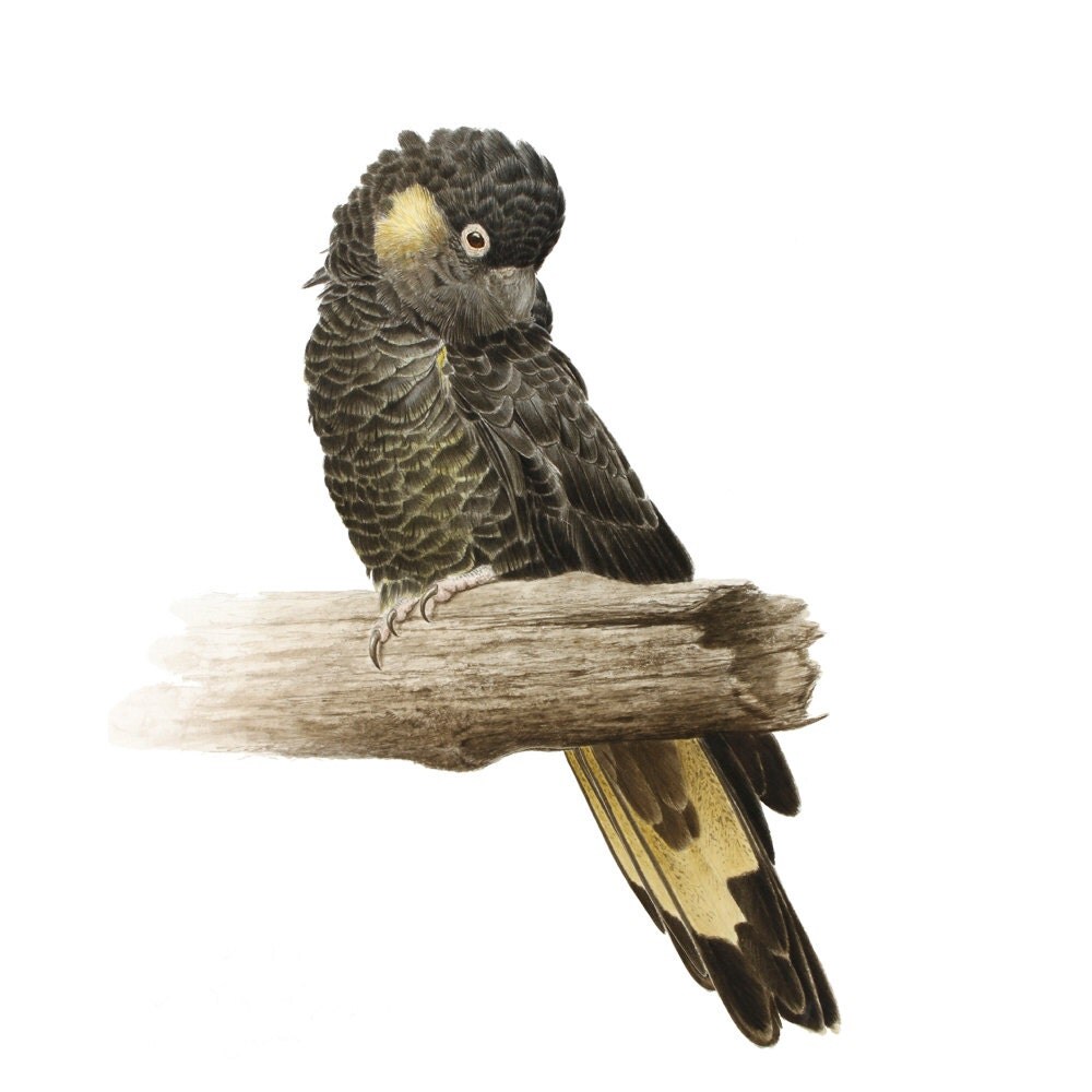 Print Yellow Tailed Black Cockatoo Bird Fine Art By Kiahdesign