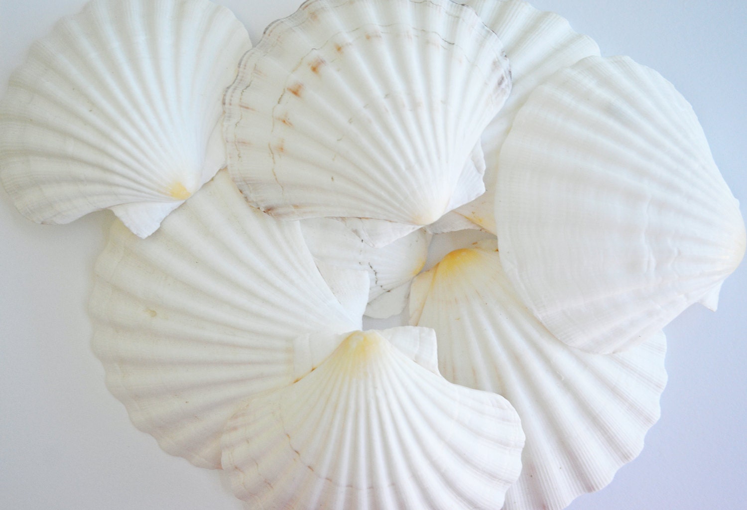 Set of 8 Large White Scallop Shells Wedding Decor Craft