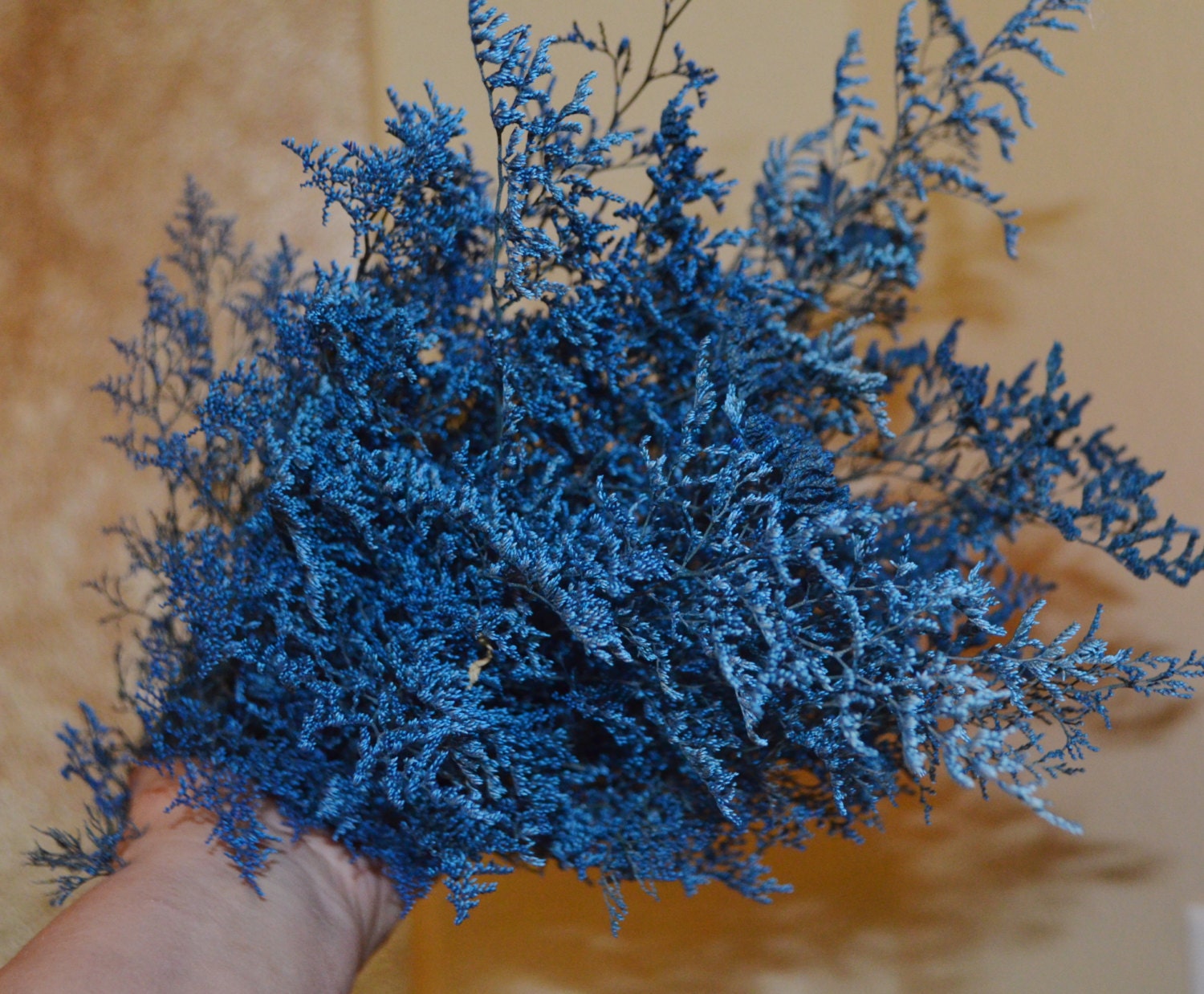 Preserved Gorgeous Medium Blue Caspia for Dried Florals or