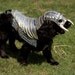 Fantasy Dog Knight Armor Aluminum suit