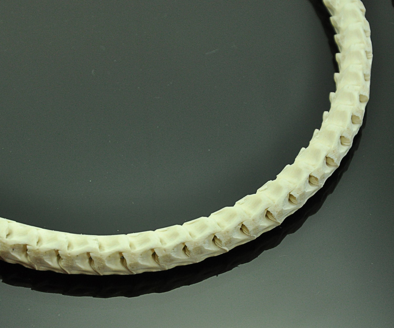 Natural White Real Genuine Snake Spine Bone skeleton Necklace