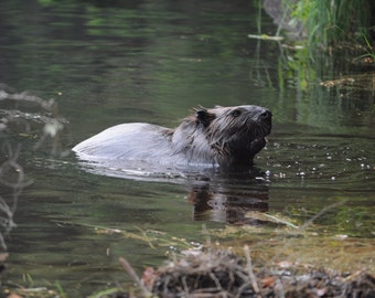 Unique beaver art related items | Etsy