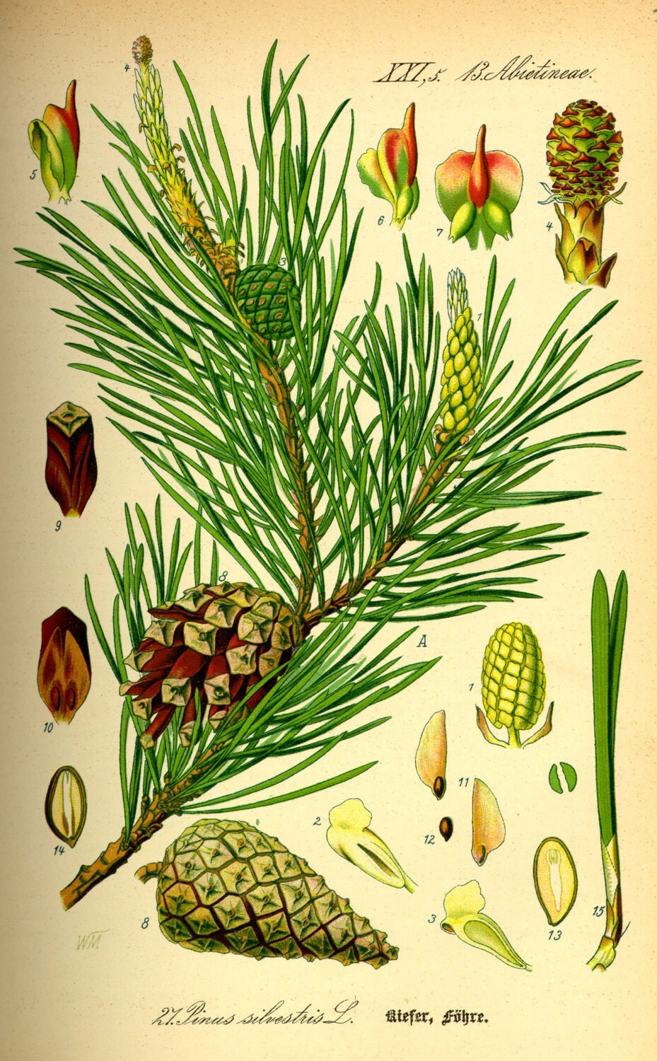 Pine tree botanical illustration. Kitchen decor. Botanical