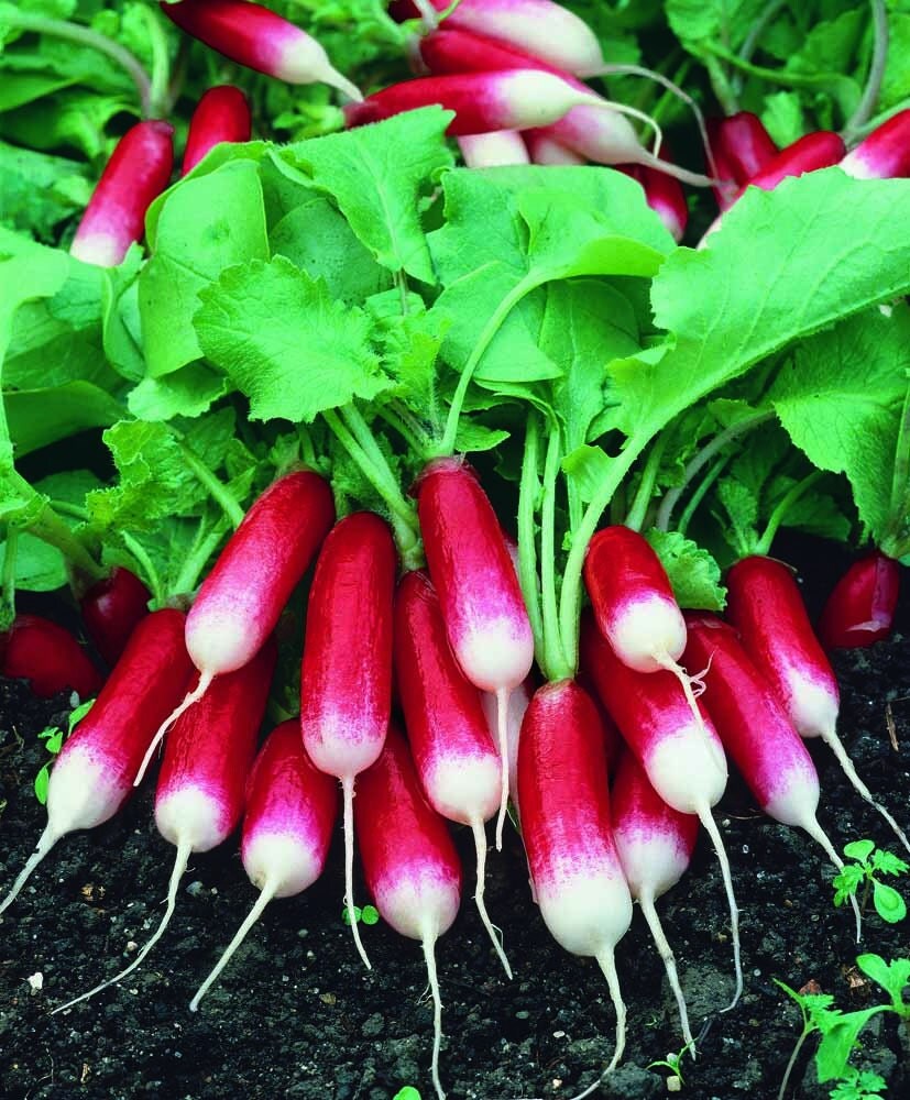 Radish seeds 18 Days Ukraine Heirloom Vegetable by Elenaseeds