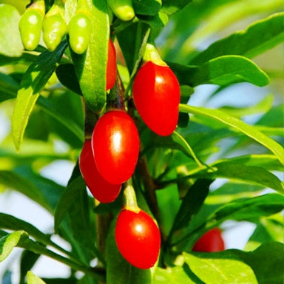 Goji/Wolfberry Berry Plants Lycium Barbarum Includes 4