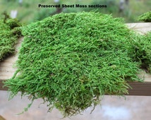 Popular items for fern moss on Etsy