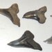 Fossilized Snaggle Shark Tooth