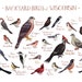 West Virginia Backyard Birds Field Guide Art Print