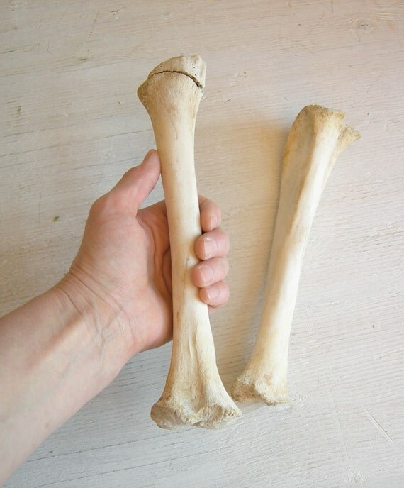 DEER LEG BONES Curiosity Cabinet Bone Craft By EarthBeauties DEER LEG BONES Curiosity Cabinet Bone Craft By EarthBeauties
