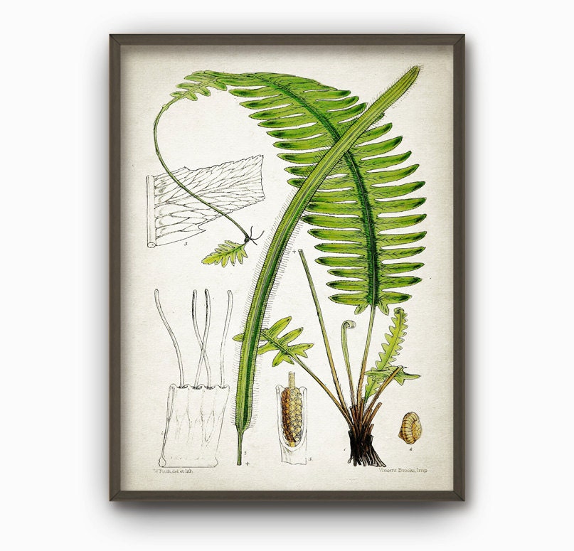 Antique Fern Botanical Art Print Set of 9 Vintage Fern
