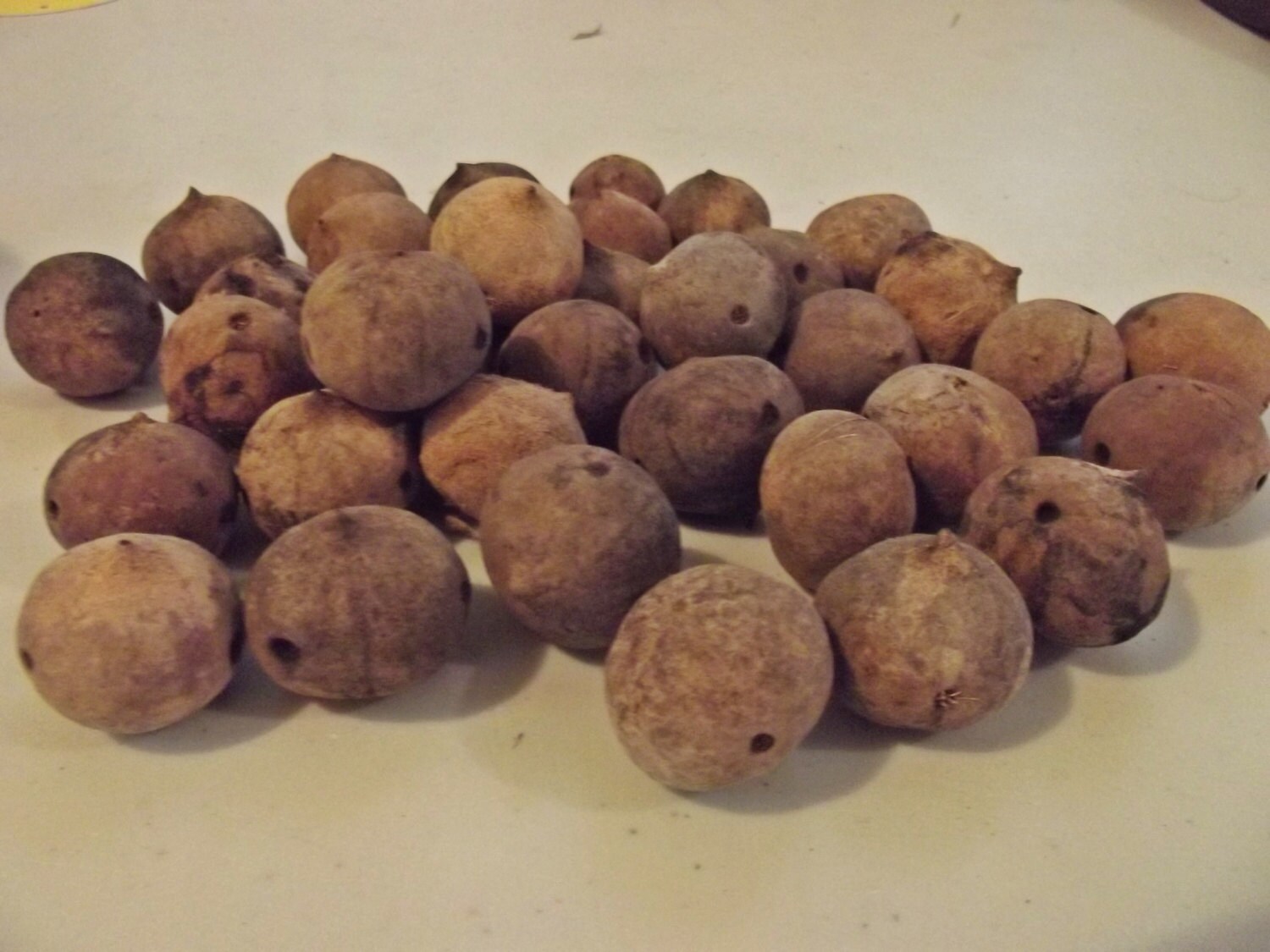 Nuez de tagua / semillas de Corozo de Palma por DaisyAndMomSupply