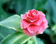 Popular items for rose succulent on Etsy