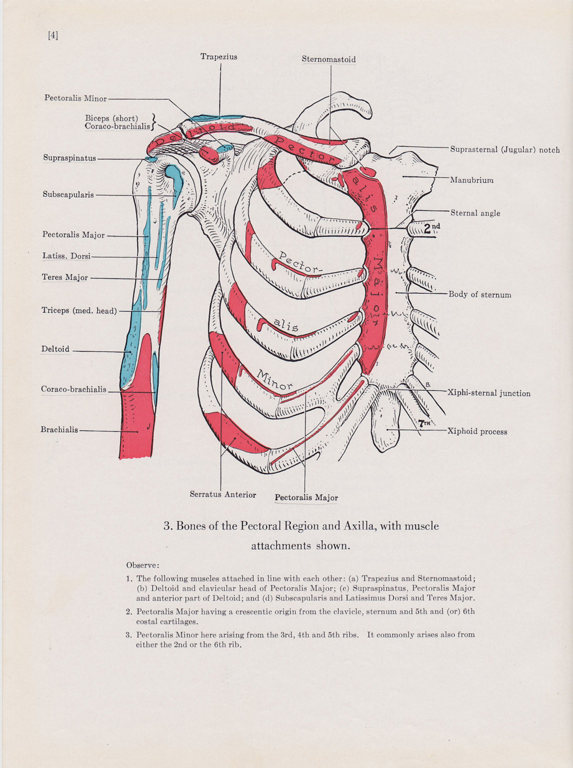 human anatomy print bones of the pectoral region by papergaloshes