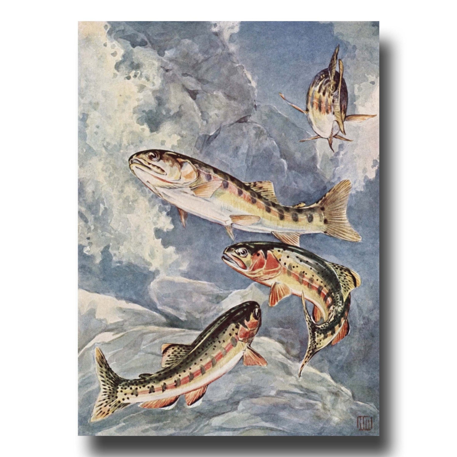 Fly Fishing Print 1930s Fishing Wall Art Vintage Trout Fish