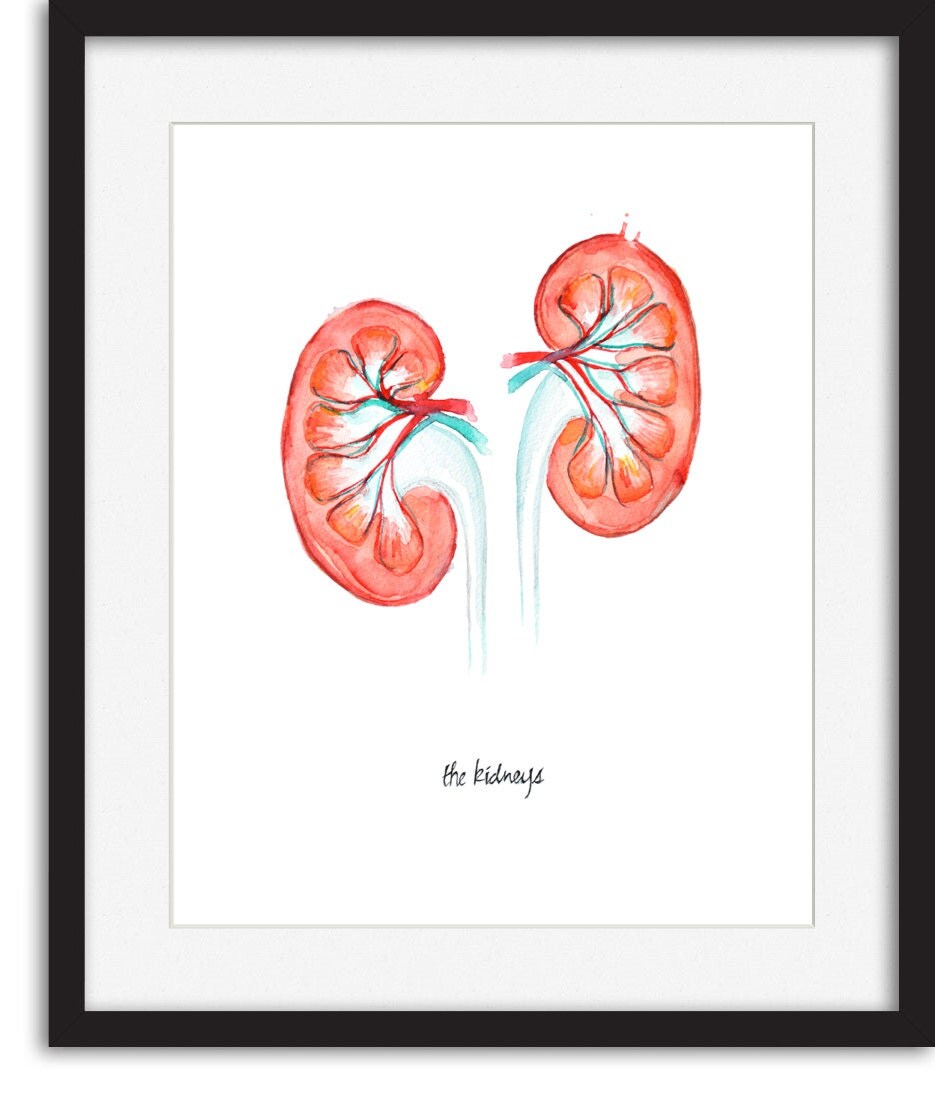 Kidney Watercolor Print Anatomical Kidney Art by LyonRoad