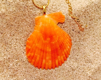 Orange seashell | Etsy