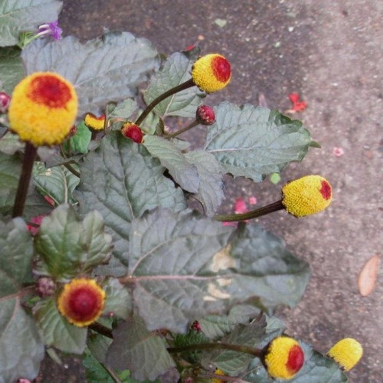 Toothache Plant Flower Seeds Spilanthes by UnderTheSunSeeds