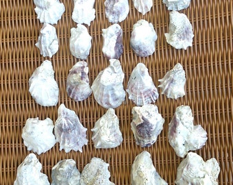 Popular items for craft seashells on Etsy