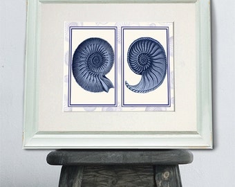 Nautilus shell art | Etsy