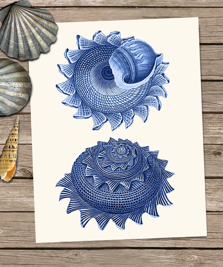 Blue Sea shell art print Duo 2 seashell art print seashell