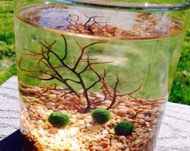 Popular items for japanese moss ball on Etsy