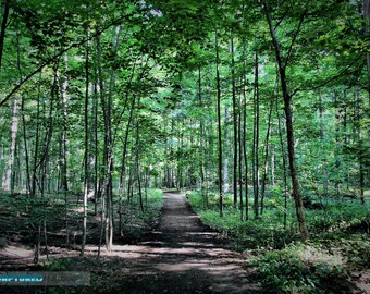 Unique sacred grove related items | Etsy