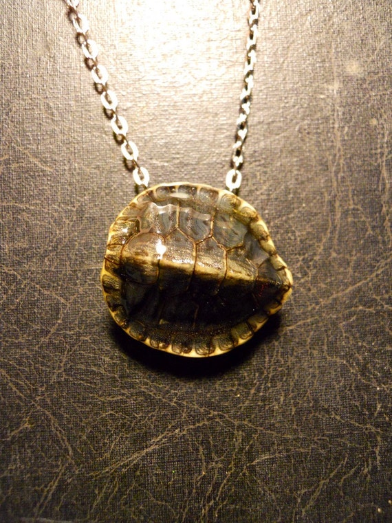 Baby Turtle Skeleton Shell Preserved Specimen Taxidermy