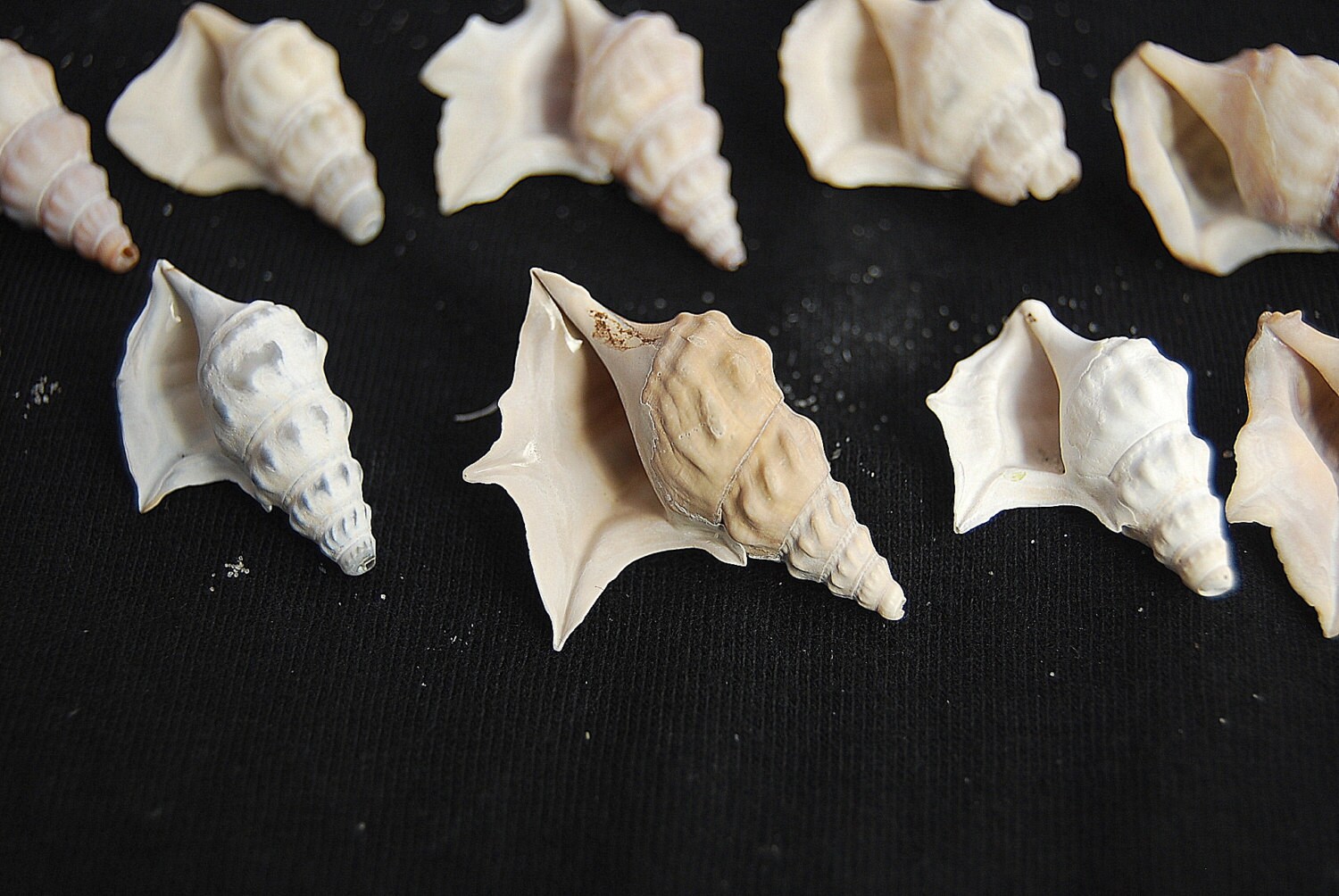 20 Conch Shells For Decor Nautical Craft Sea Shells Beach