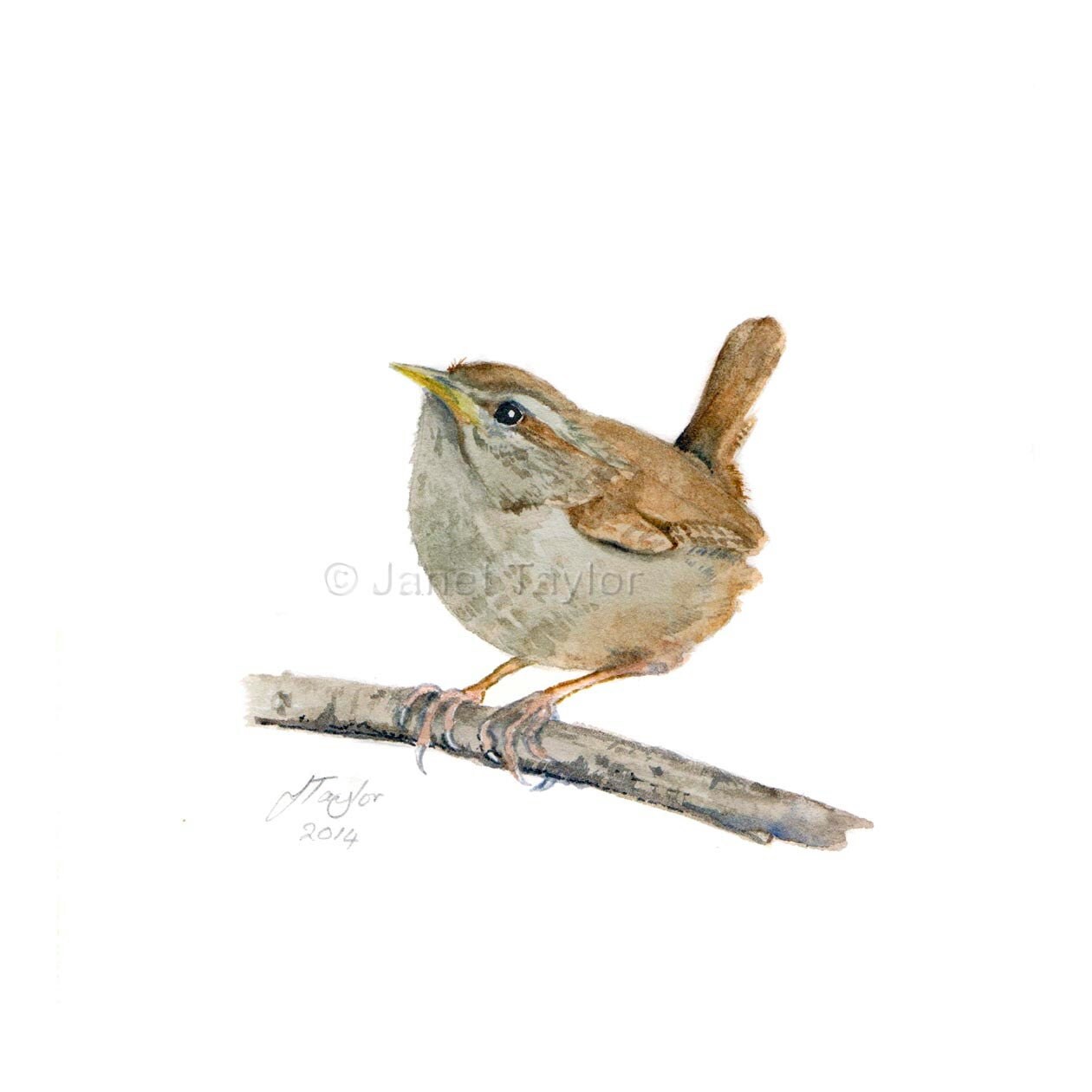 Wren painting: Print of an original by KeepersCottageArt on Etsy