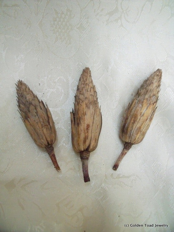 Items Similar To Tulip Tree Seed Pods On Etsy